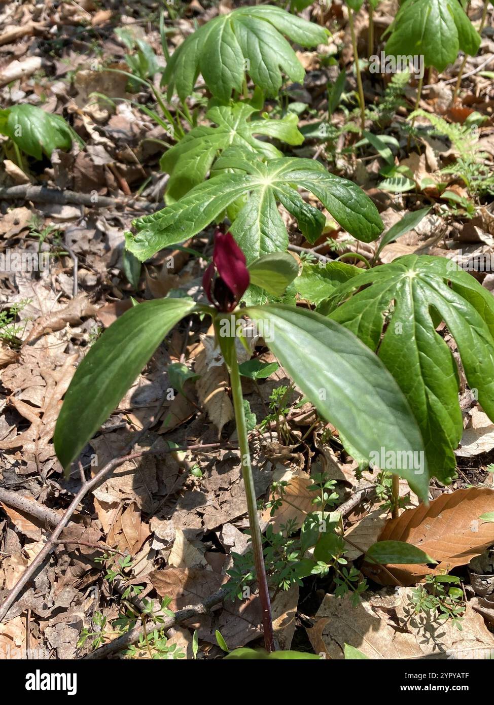 prairie trillium (Trillium recurvatum Stock Photo - Alamy