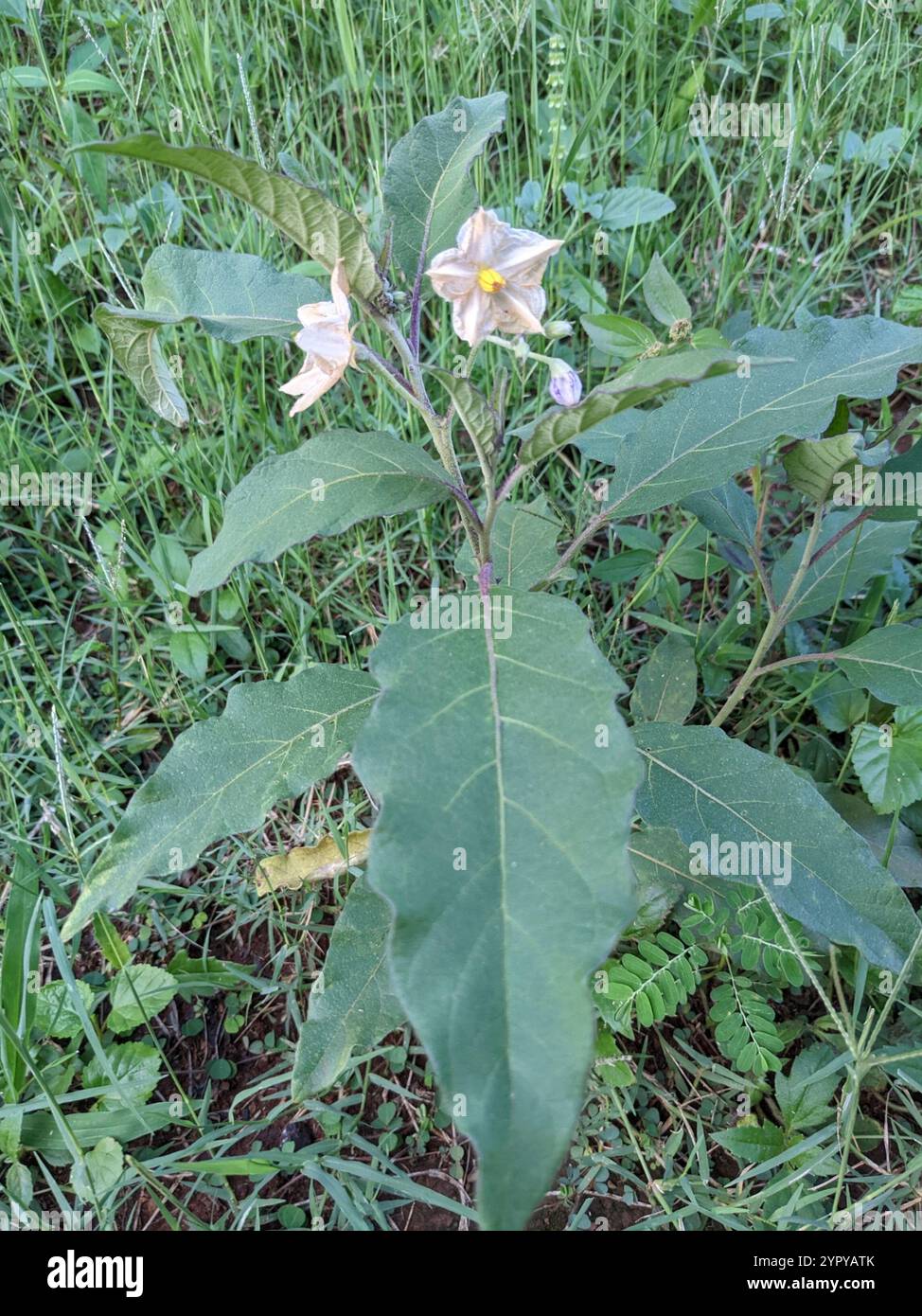 bitter tomato (Solanum incanum Stock Photo - Alamy
