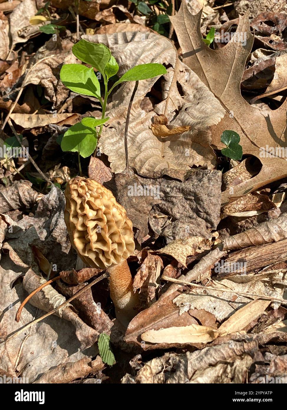 white morel (Morchella americana Stock Photo - Alamy