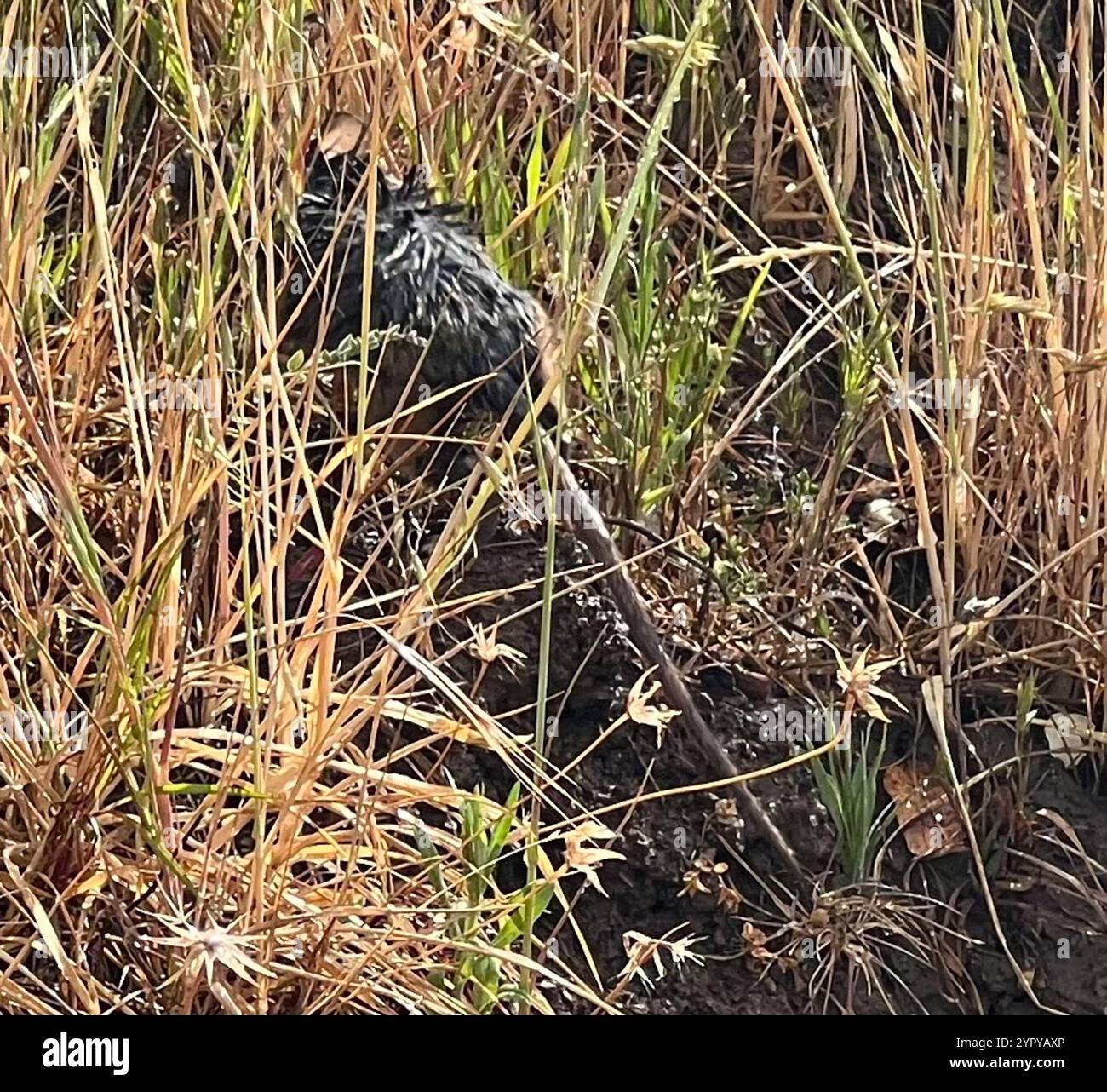 San Francisco Dusky-footed Woodrat (Neotoma fuscipes annectens Stock ...