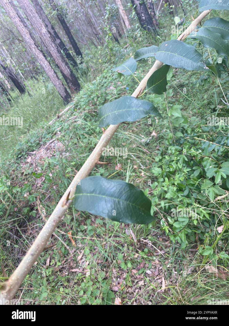 Cockspur Thorn (Maclura cochinchinensis Stock Photo - Alamy
