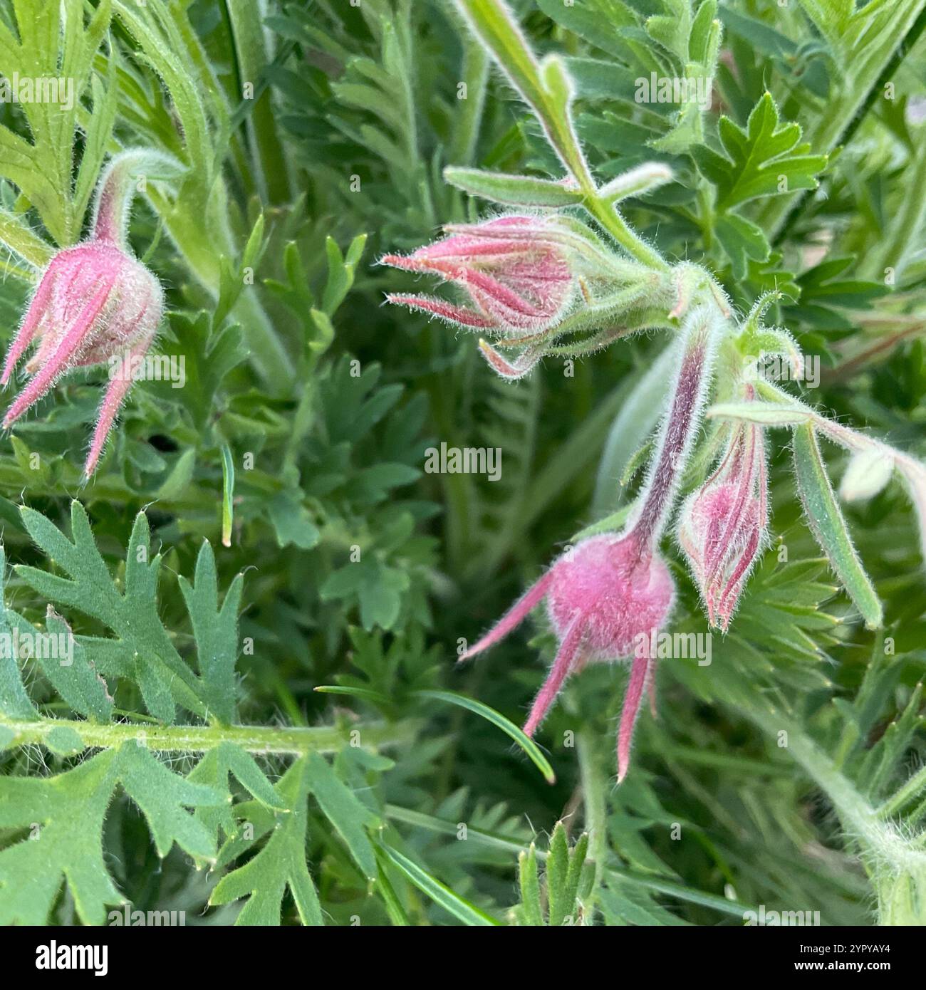 prairie smoke (Geum triflorum Stock Photo - Alamy