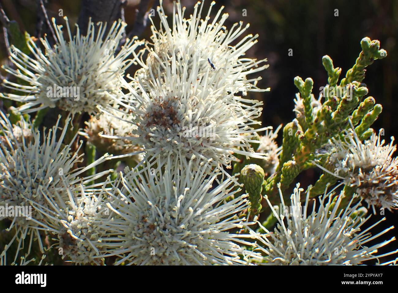Cone Stompie (Brunia noduliflora Stock Photo - Alamy
