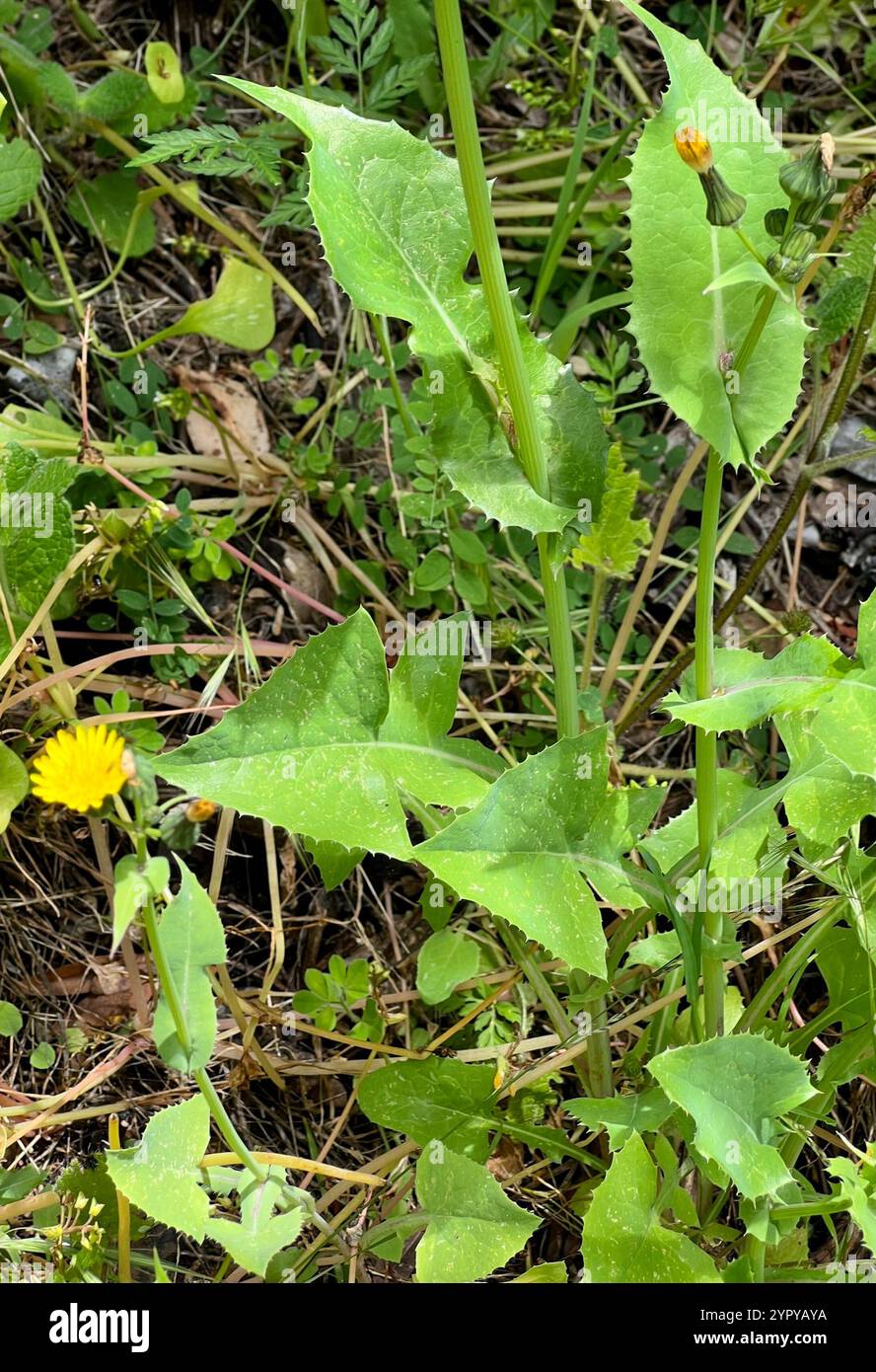 Common Sow-thistle (Sonchus oleraceus Stock Photo - Alamy
