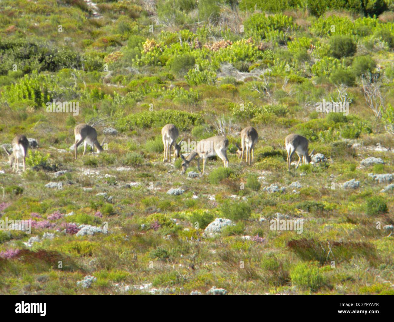 Grey Rhebok (Pelea capreolus Stock Photo - Alamy