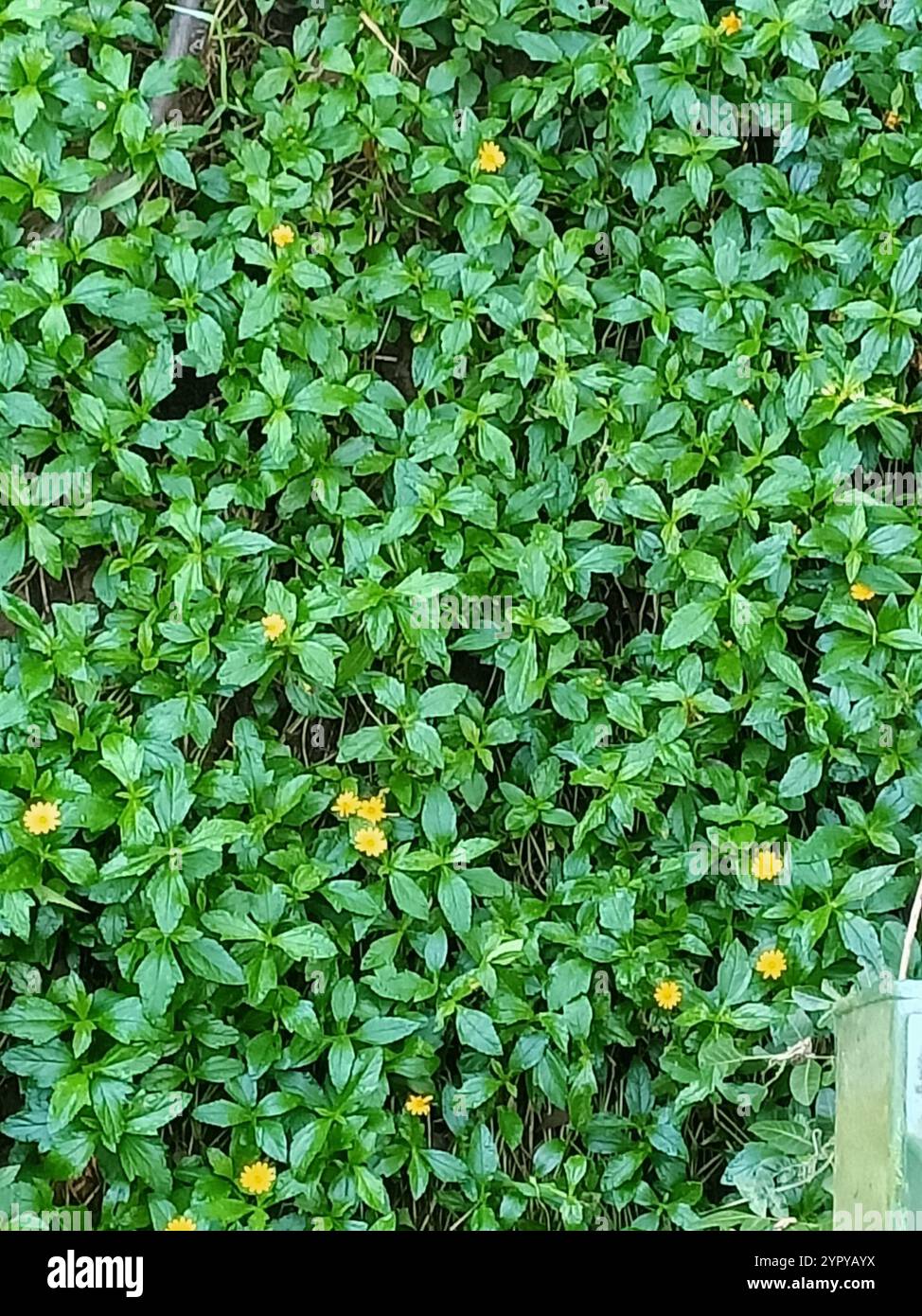 trailing daisy (Sphagneticola trilobata Stock Photo - Alamy