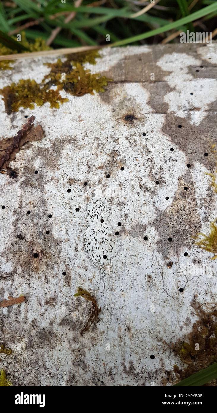 Script Lichens and Allies (Graphidaceae Stock Photo - Alamy