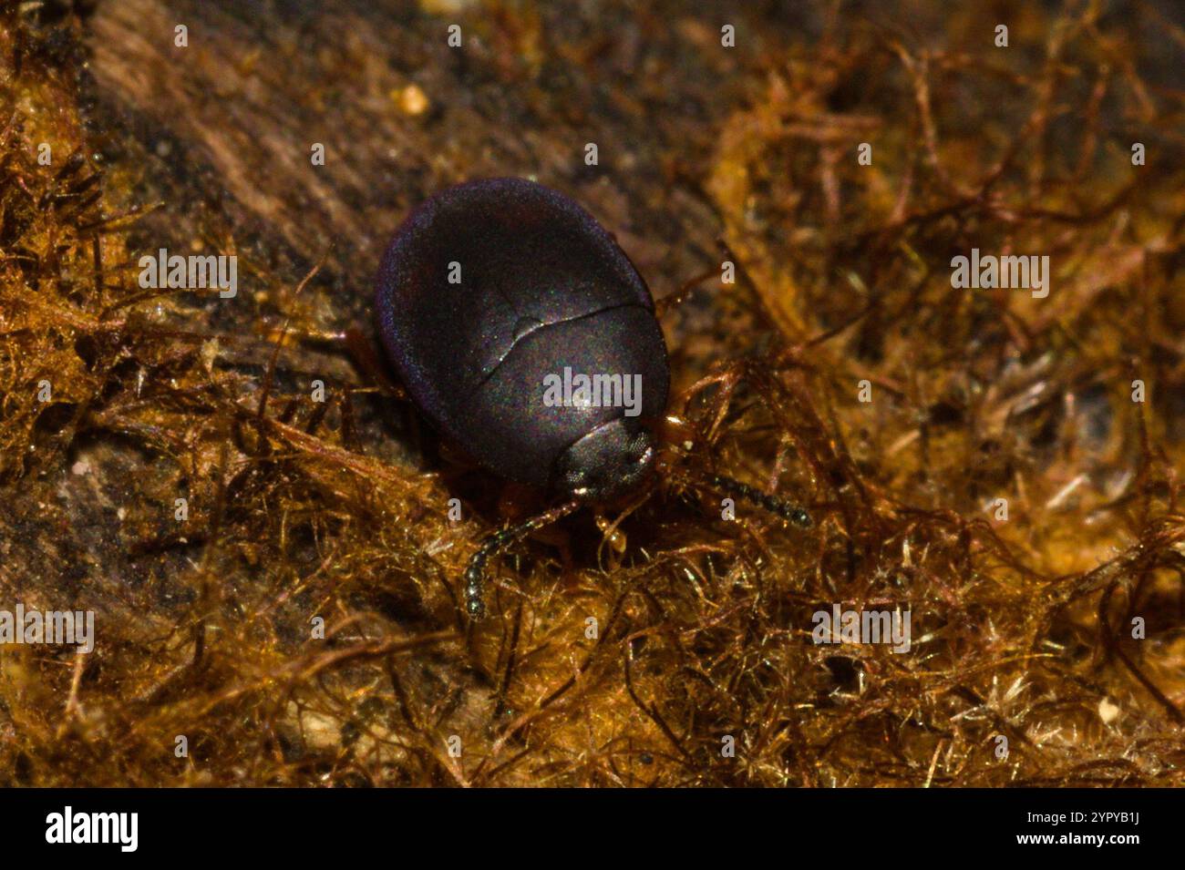 Diaperinae hi-res stock photography and images - Alamy