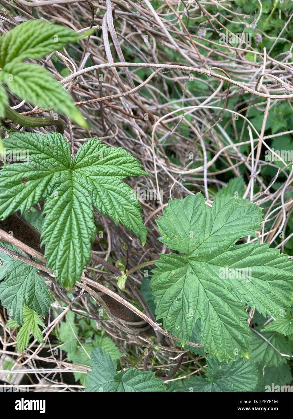 common hops (Humulus lupulus Stock Photo - Alamy