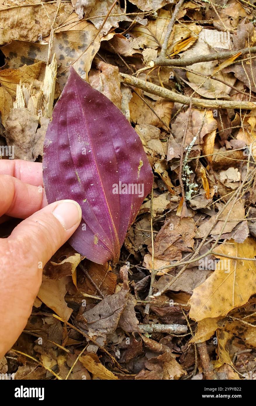 crane-fly orchid (Tipularia discolor Stock Photo - Alamy