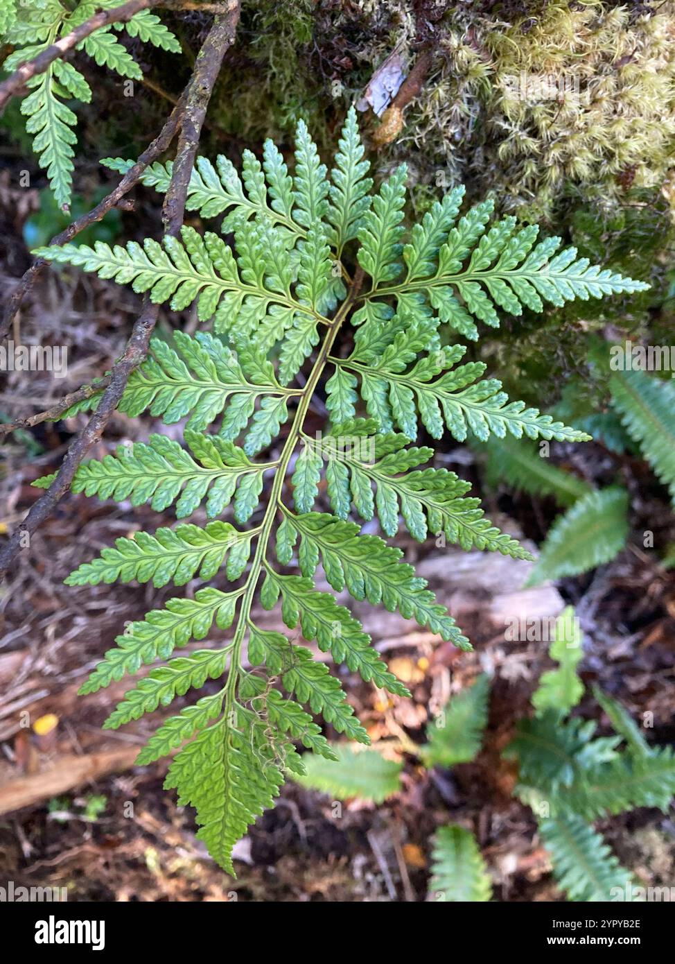 leatherleaf fern (Rumohra adiantiformis Stock Photo - Alamy