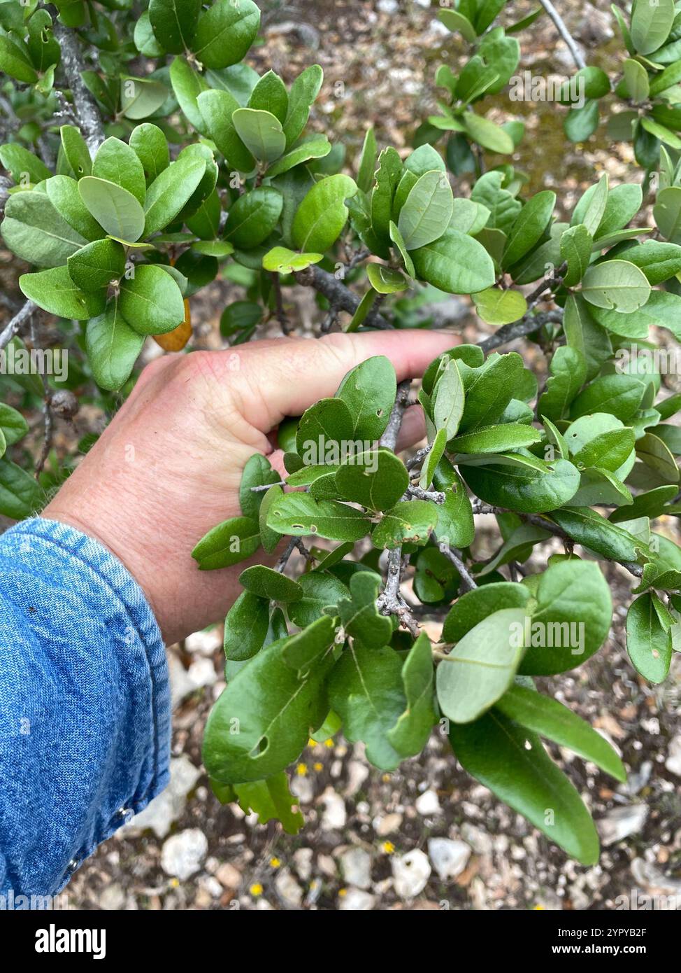 Texas live oak (Quercus fusiformis Stock Photo - Alamy