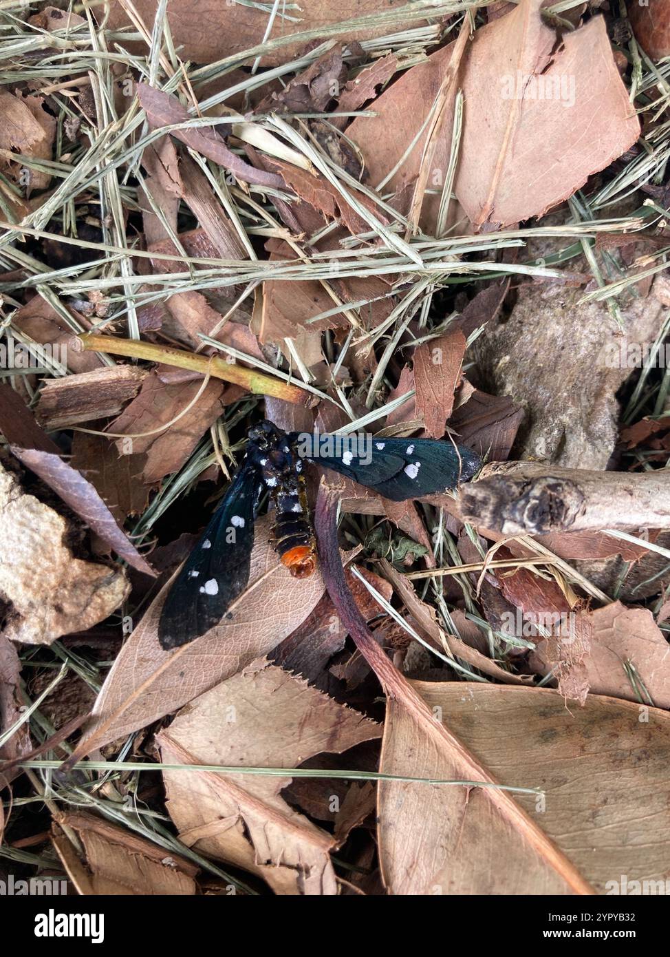 Polka-Dot Wasp Moth (Syntomeida epilais Stock Photo - Alamy
