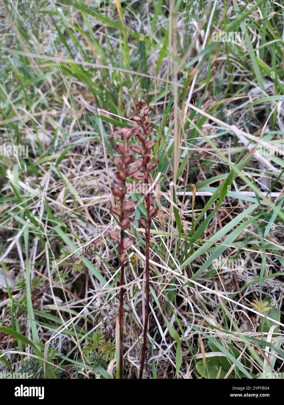 common onion-orchid (Microtis unifolia Stock Photo - Alamy