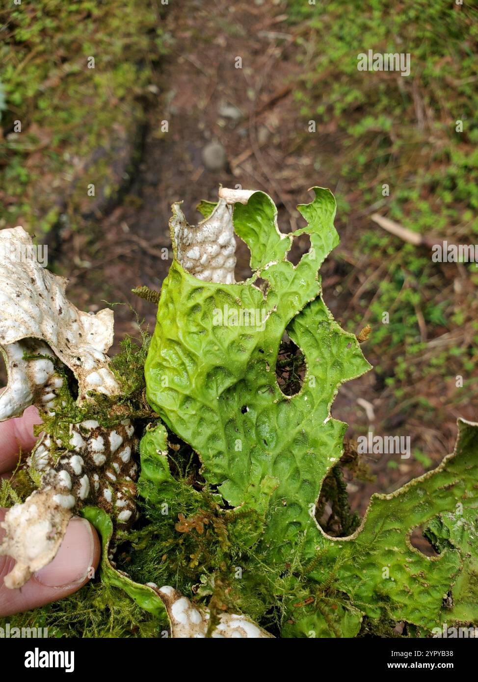Tree Lungwort (Lobaria pulmonaria Stock Photo - Alamy