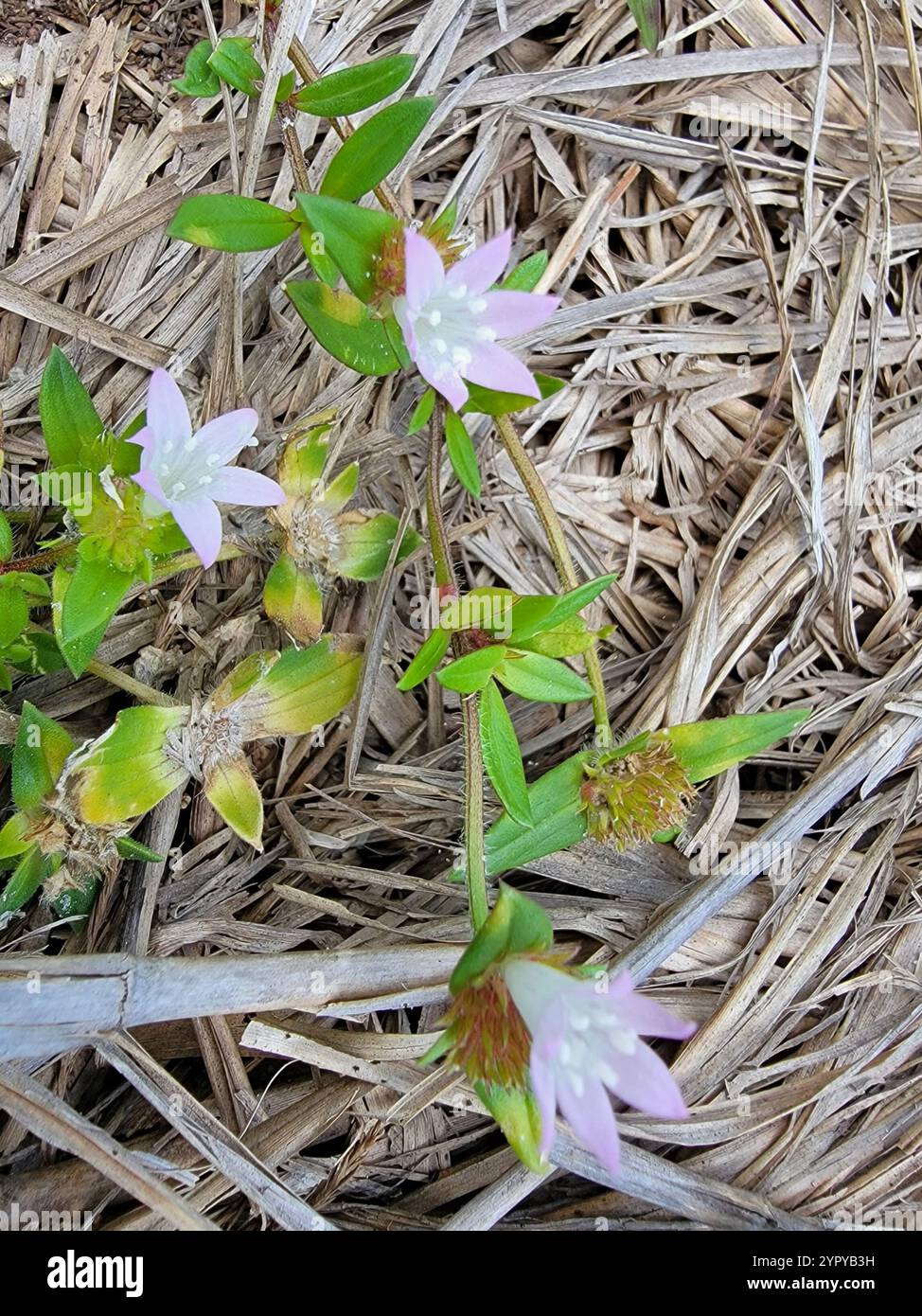 largeflower Mexican clover (Richardia grandiflora Stock Photo - Alamy