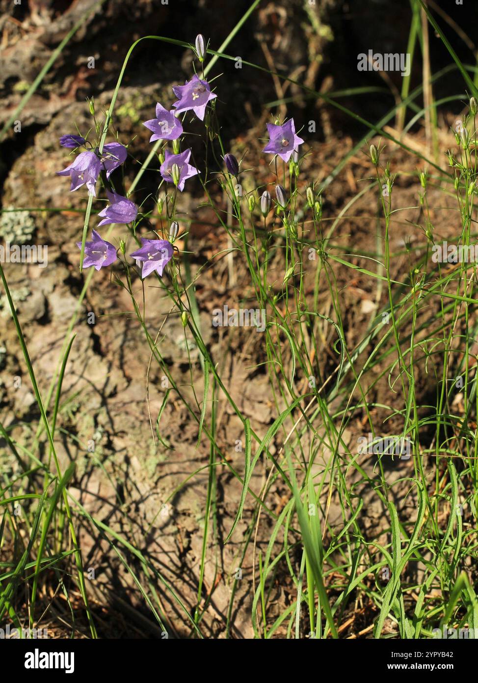 Common Harebell (Campanula rotundifolia Stock Photo - Alamy