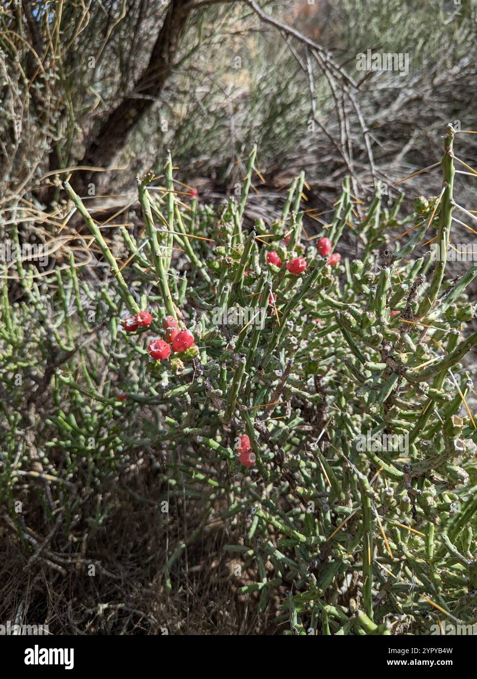 Christmas cholla (Cylindropuntia leptocaulis Stock Photo - Alamy