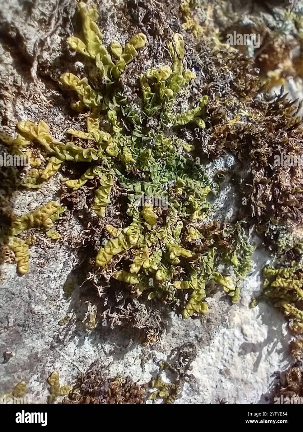 Wall Scalewort (Porella platyphylla Stock Photo - Alamy