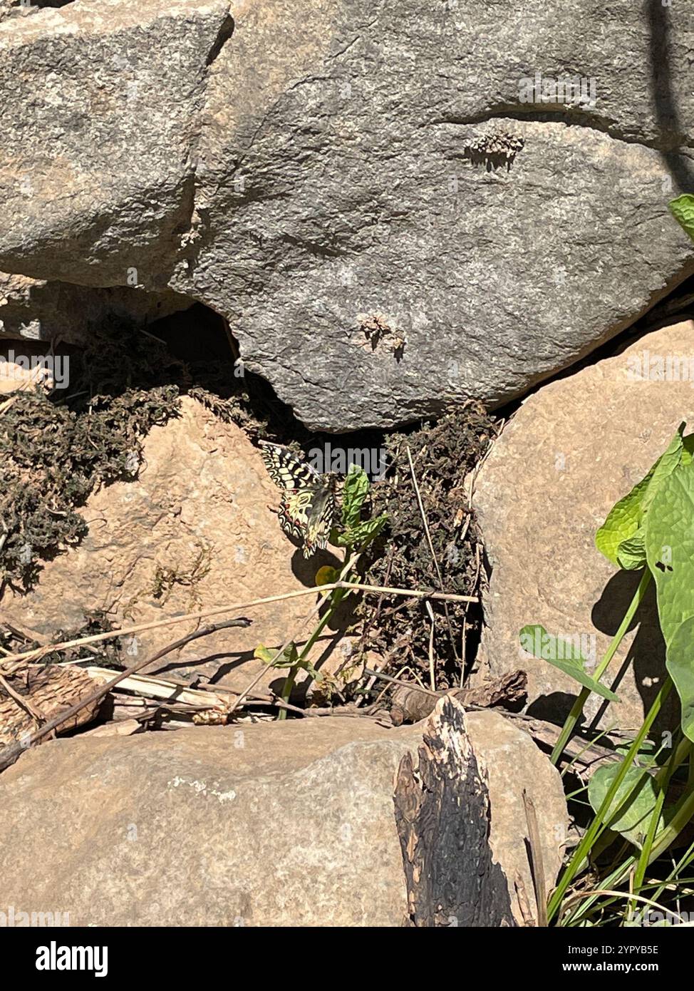 Southern Festoon (Zerynthia polyxena Stock Photo - Alamy