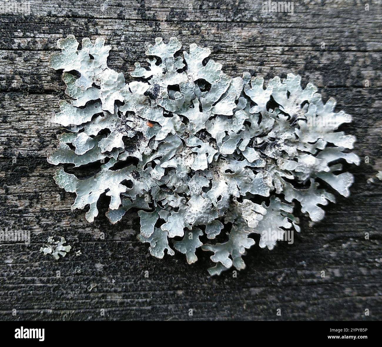 shield lichen (Parmelia sulcata Stock Photo - Alamy