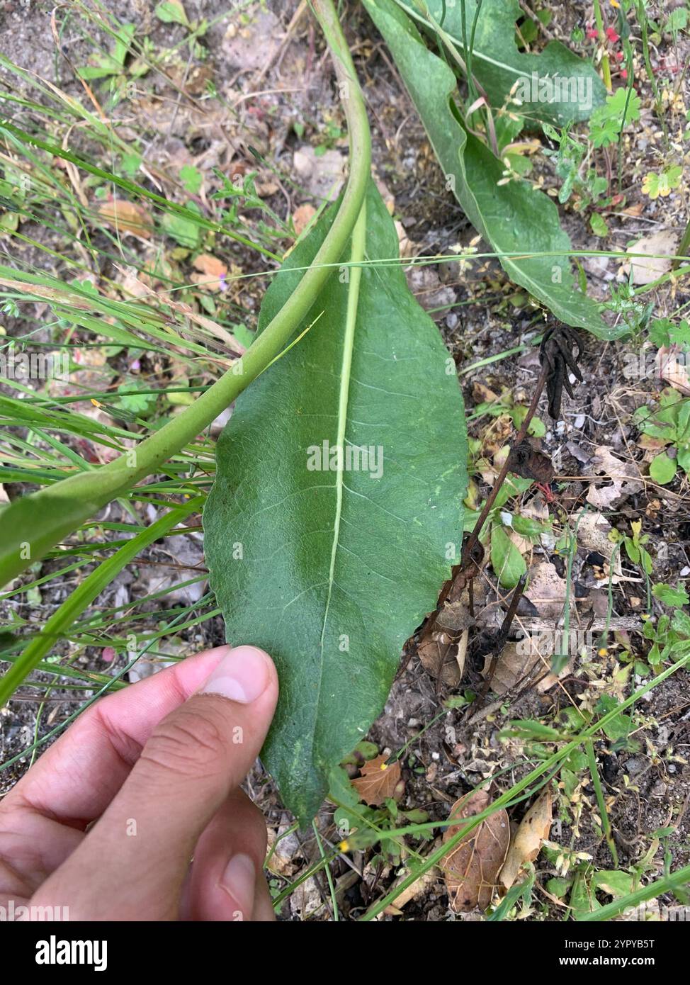 smooth mule-ears (Wyethia glabra Stock Photo - Alamy