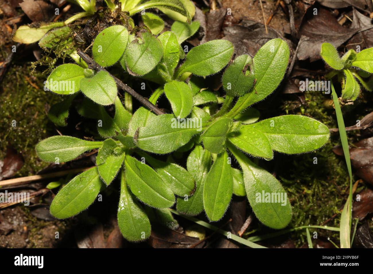 Common mouse-ear chickweed (Cerastium fontanum Stock Photo - Alamy