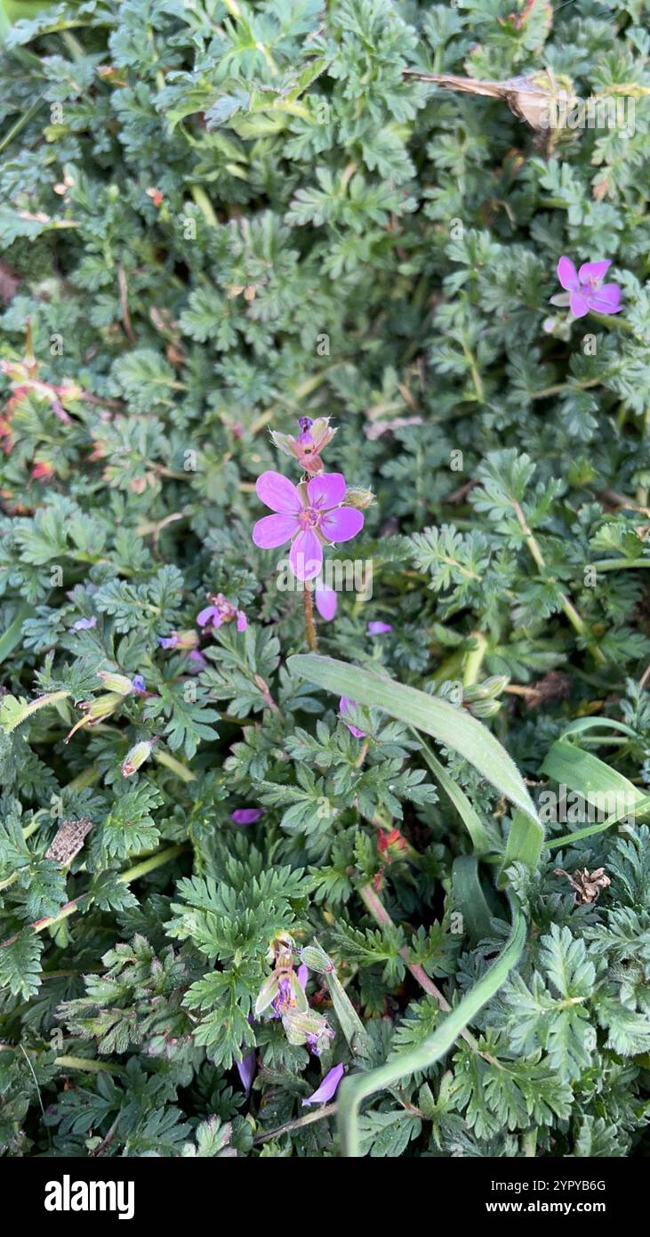 Redstem Stork's-bill (Erodium cicutarium Stock Photo - Alamy