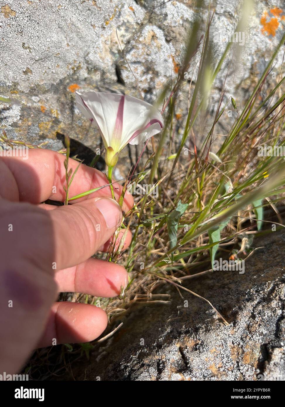 Pacific False Bindweed (Calystegia purpurata Stock Photo - Alamy
