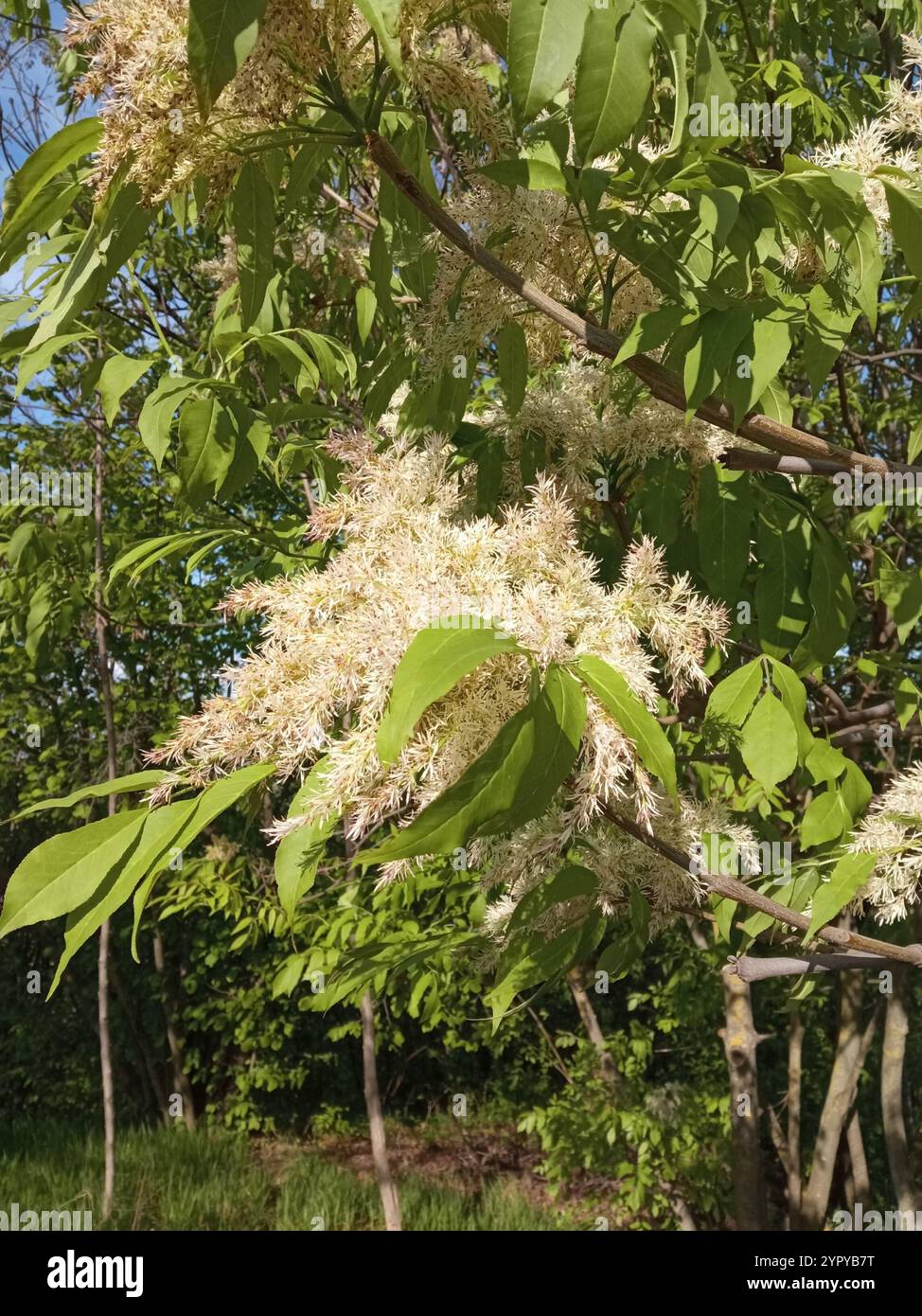 Manna ash (Fraxinus ornus Stock Photo - Alamy