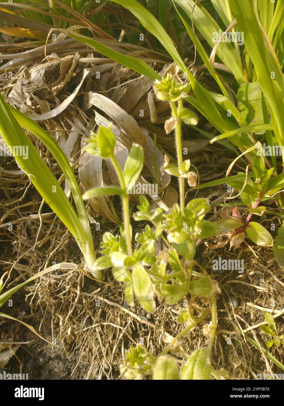 Sticky mouse-ear chickweed (Cerastium glomeratum Stock Photo - Alamy