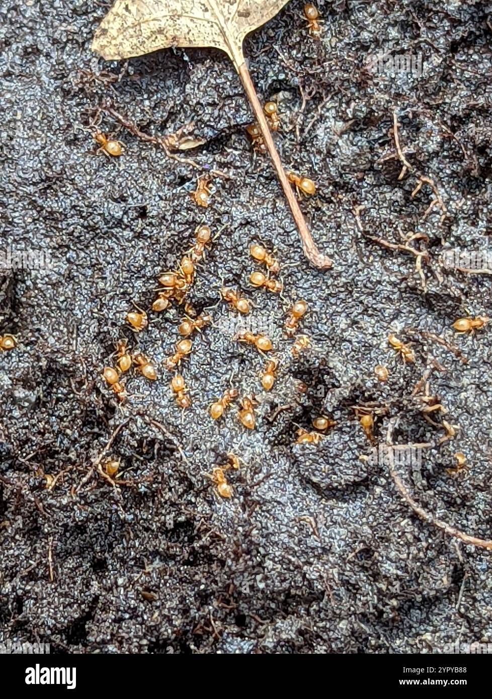 Citronella Ants, Fuzzy Ants, and Allies (Lasius Stock Photo - Alamy