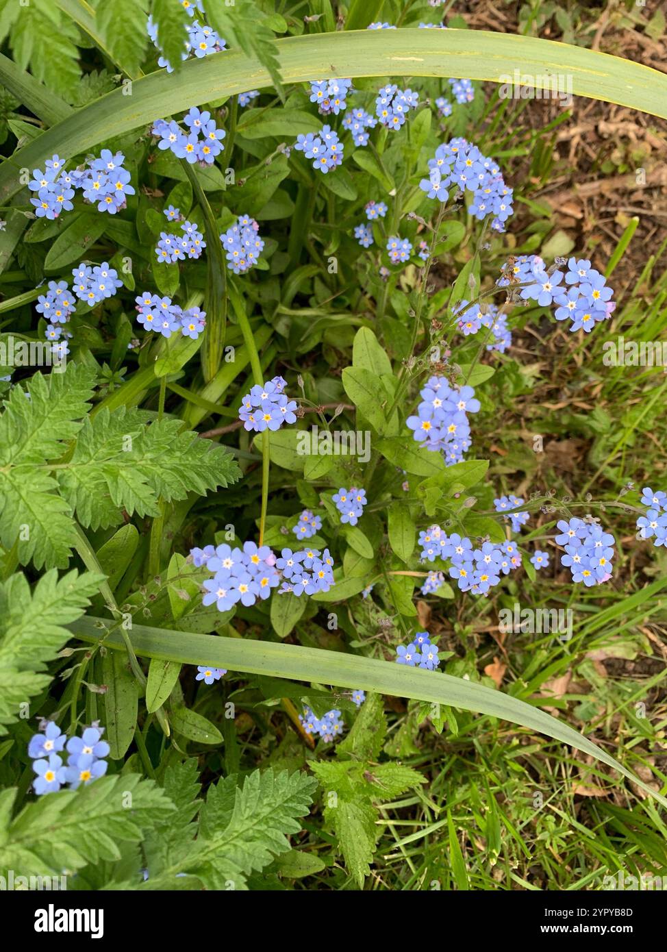 Wood Forget-me-not (Myosotis sylvatica Stock Photo - Alamy