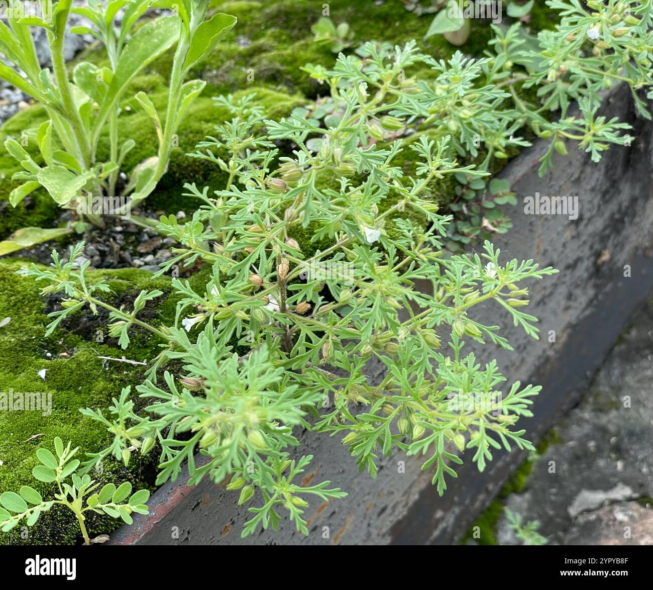 Obi-Wan conobeas (Leucospora Stock Photo - Alamy