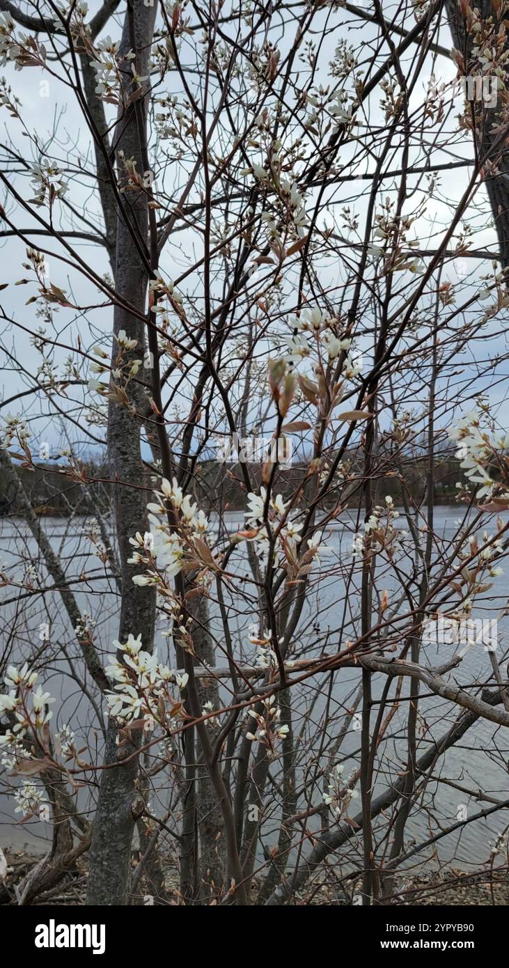 common serviceberry (Amelanchier arborea Stock Photo - Alamy