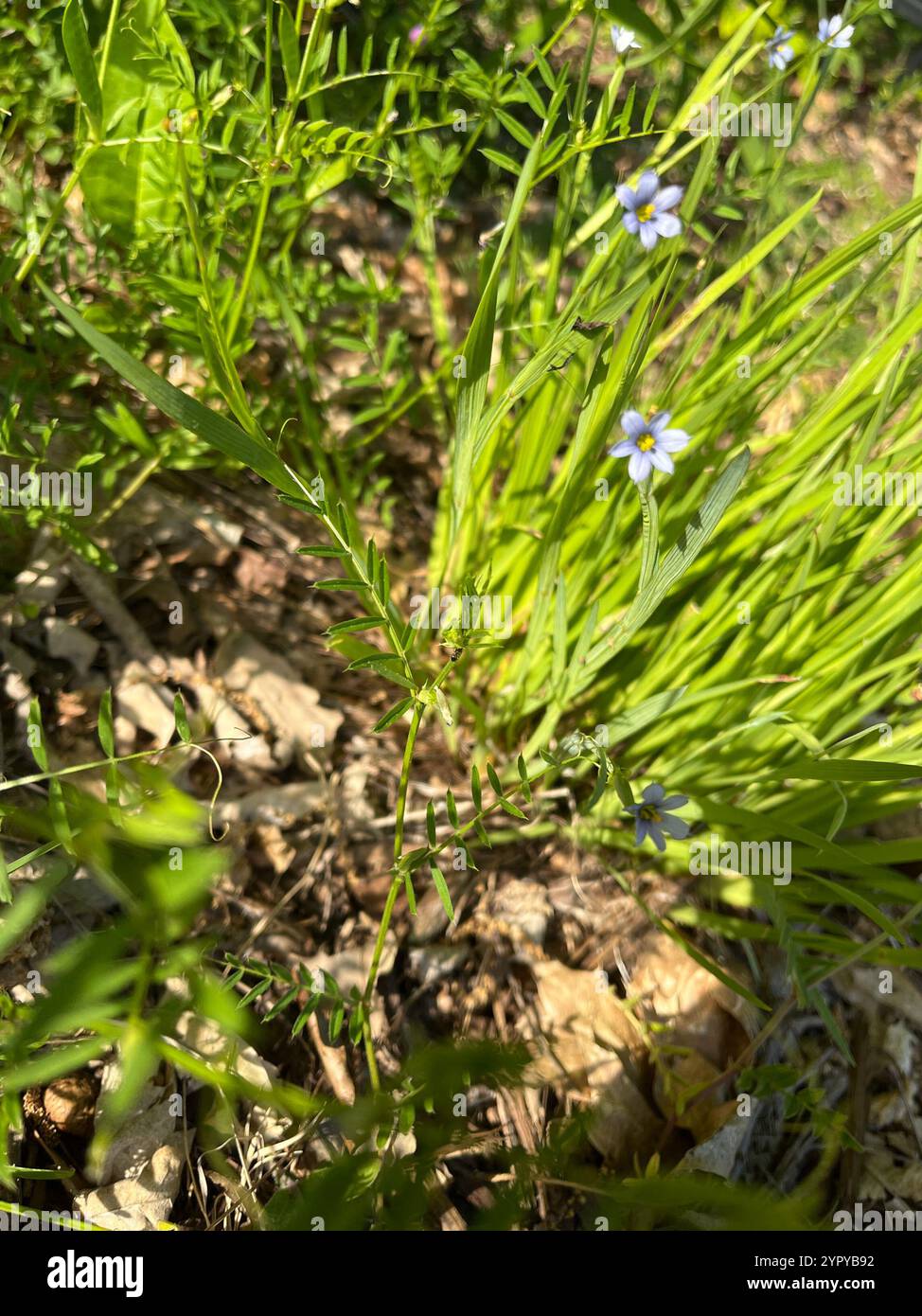 narrow-leaved blue-eyed grass (Sisyrinchium angustifolium Stock Photo ...
