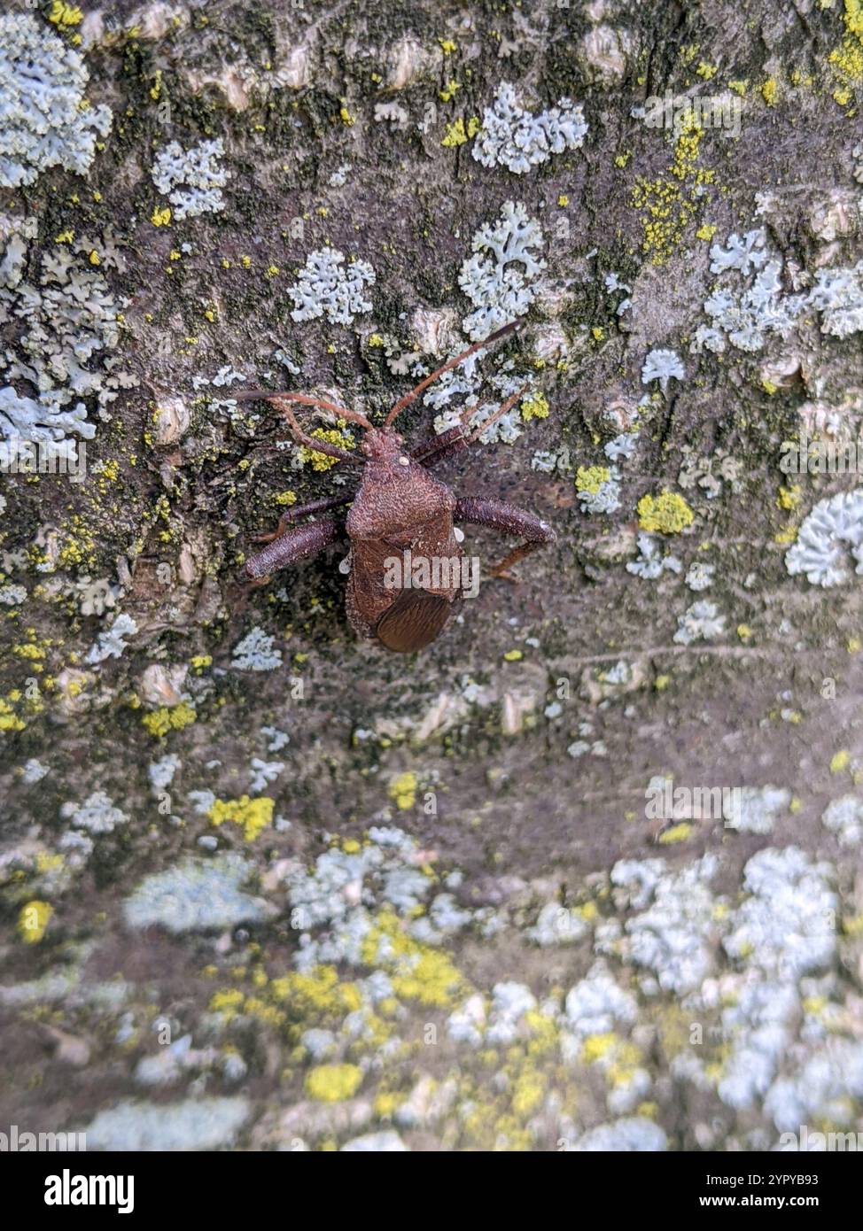Helmeted Squash Bug (Euthochtha galeator Stock Photo - Alamy