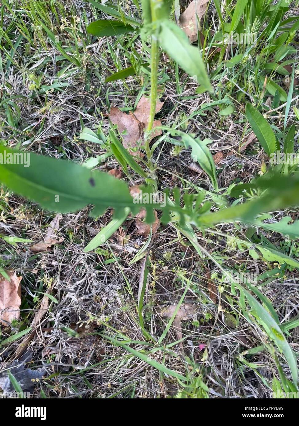 Small's ragwort (Packera anonyma Stock Photo - Alamy