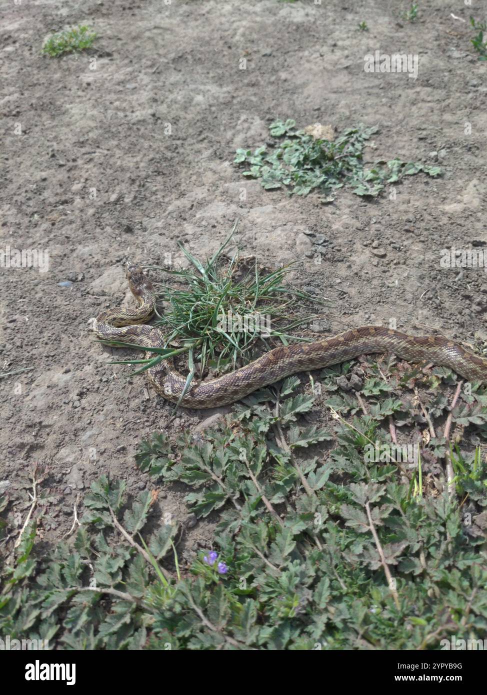 Pacific Gopher Snake (Pituophis catenifer catenifer Stock Photo - Alamy