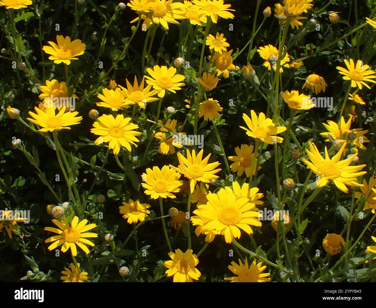 Corn Marigold (Glebionis segetum Stock Photo - Alamy