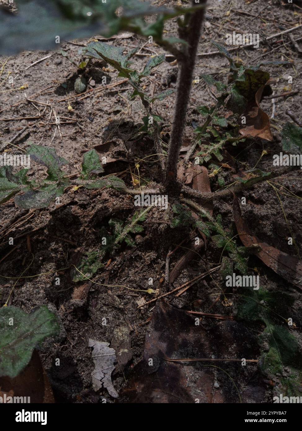 Oriental false hawksbeard (Youngia japonica Stock Photo - Alamy