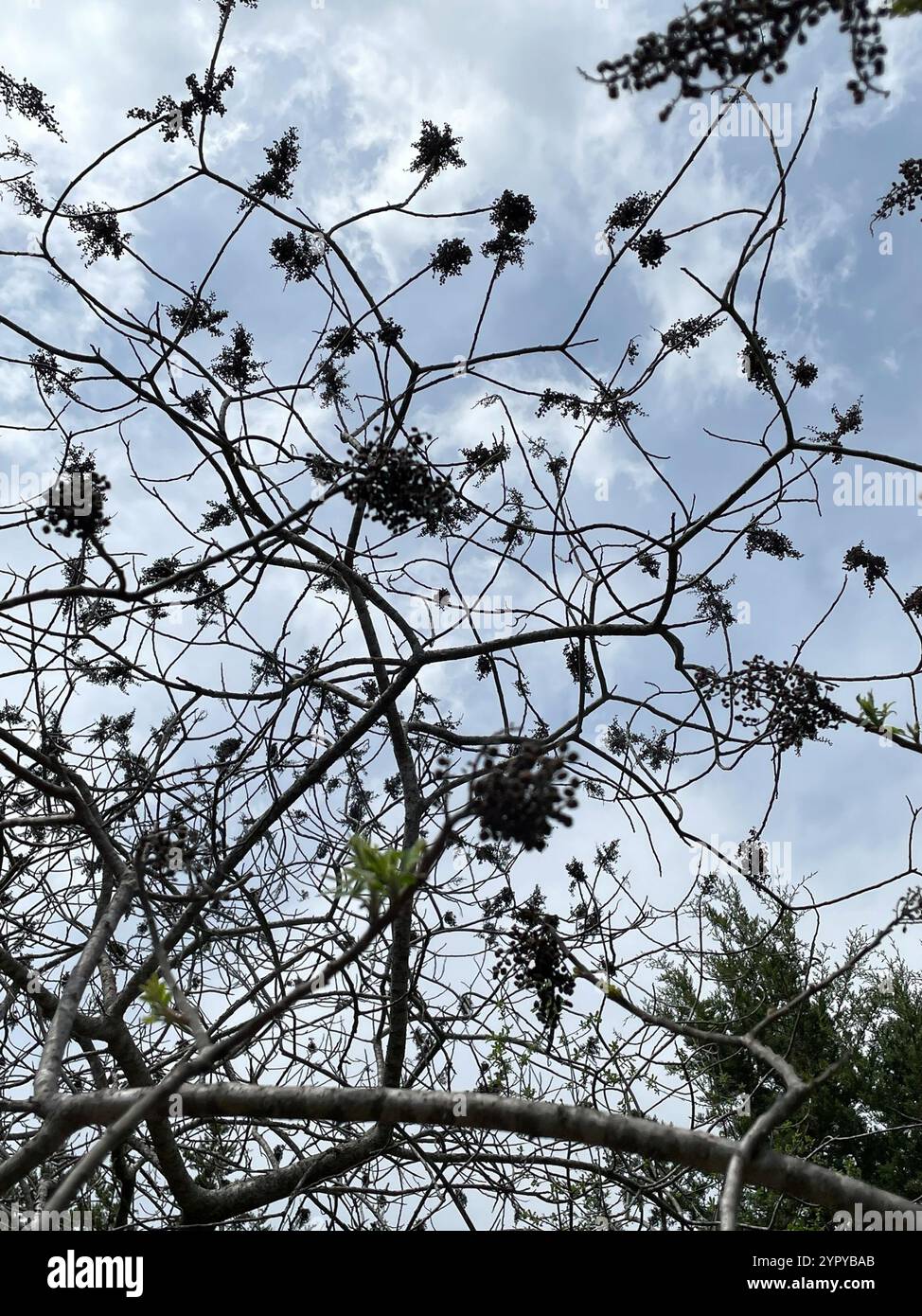 Prairie flameleaf sumac (Rhus lanceolata Stock Photo - Alamy