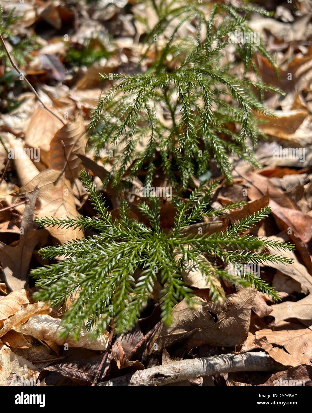 flat-branched tree-clubmoss (Dendrolycopodium obscurum Stock Photo - Alamy