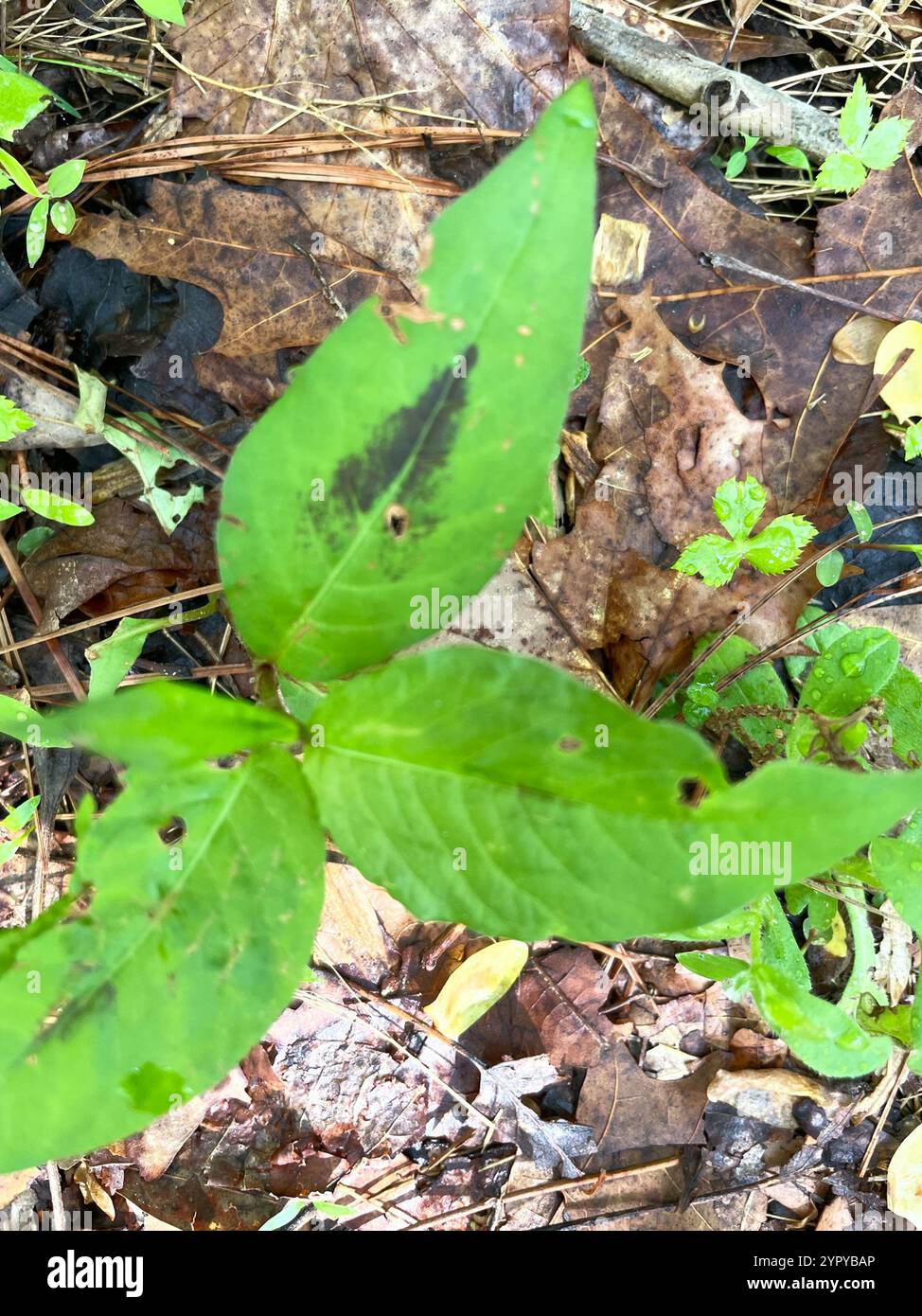 American jumpseed (Persicaria virginiana Stock Photo - Alamy