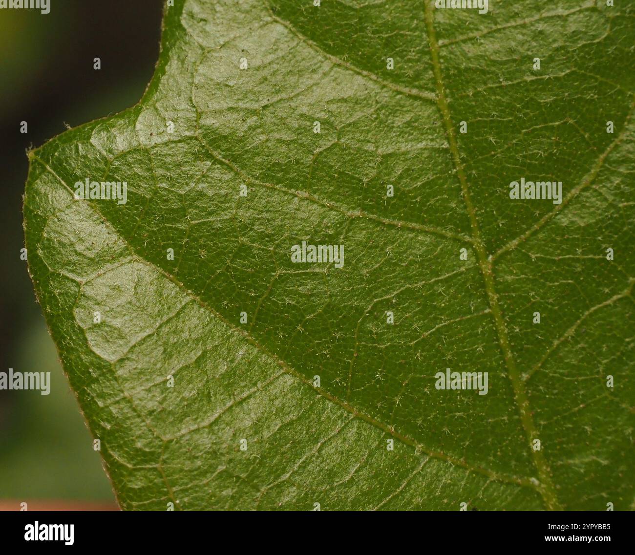 White Shin Oak (Quercus sinuata breviloba Stock Photo - Alamy