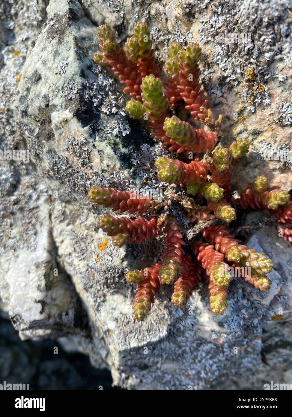 Biting Stonecrop (Sedum acre Stock Photo - Alamy