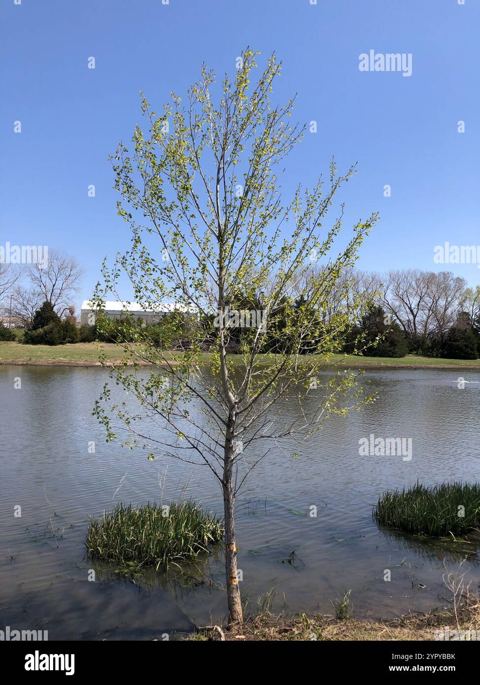 Eastern Cottonwood (Populus deltoides Stock Photo - Alamy