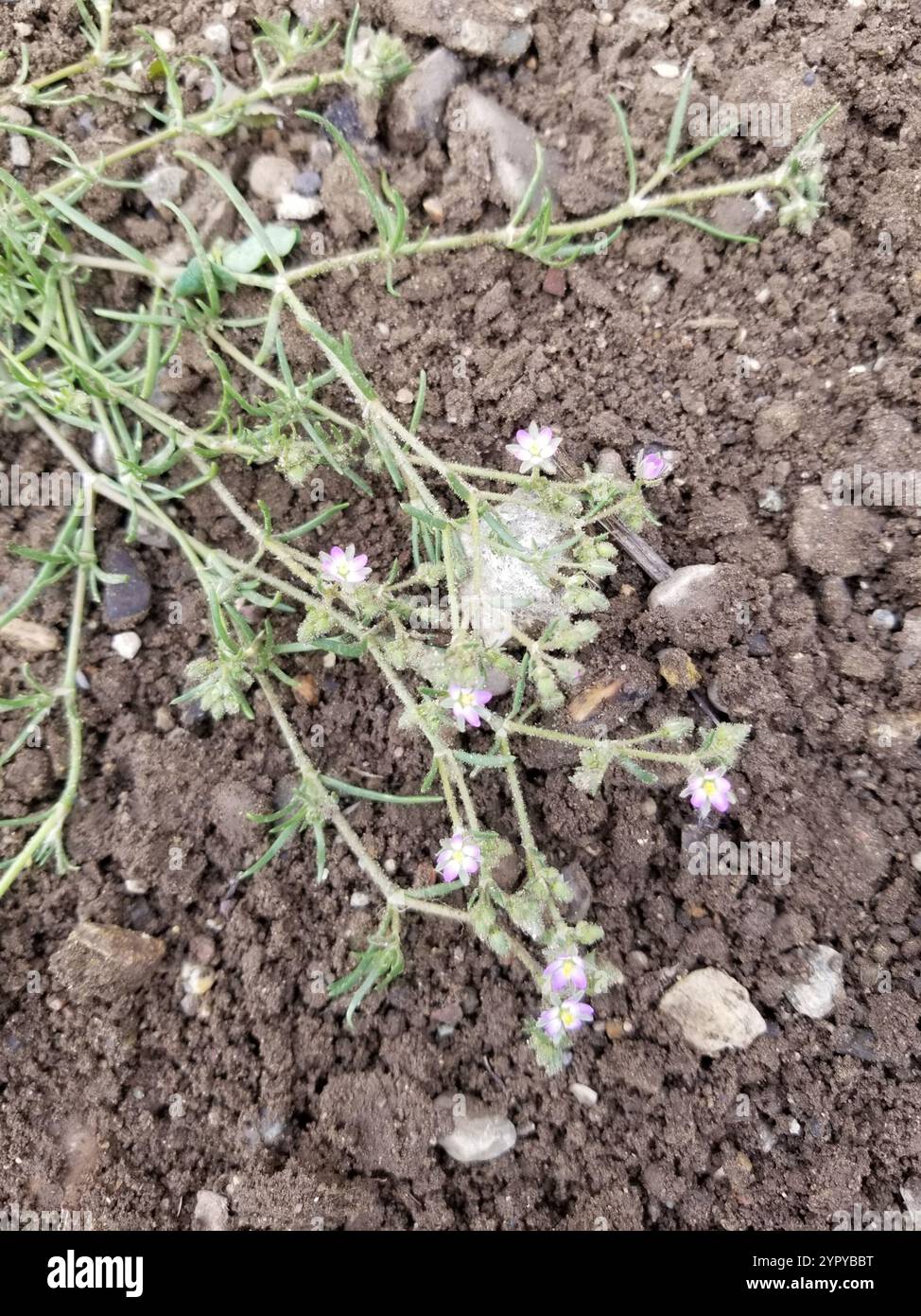 Red Sand Spurrey (Spergularia rubra Stock Photo - Alamy