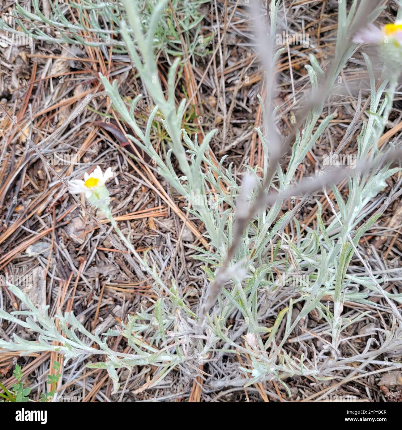 California Aster (Corethrogyne filaginifolia Stock Photo - Alamy