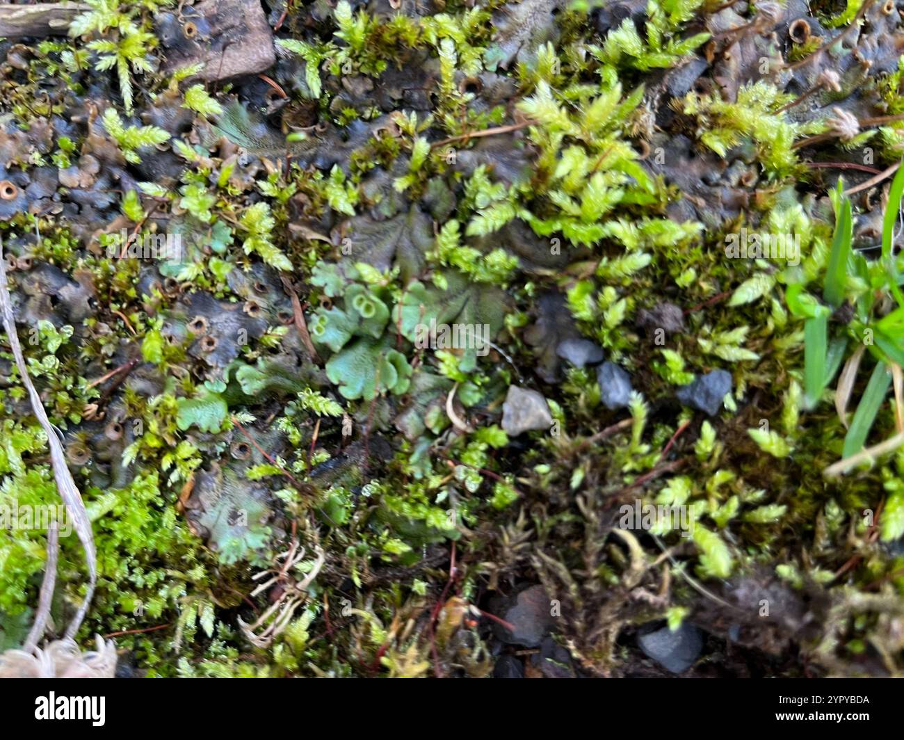 Common Liverwort (Marchantia polymorpha Stock Photo - Alamy